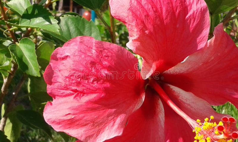 Natural expression. stock photo. Image of sample, great - 92555712