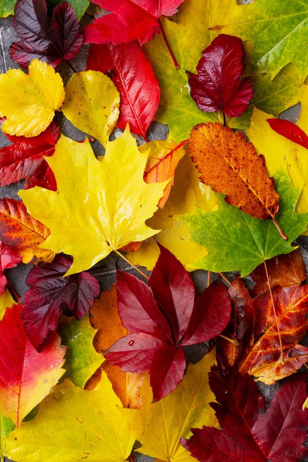 Natural Fall Leaves Background Stock Photo - Image of natural, maple ...