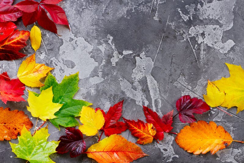 Natural Fall Leaves Background Stock Photo - Image of natural, maple ...