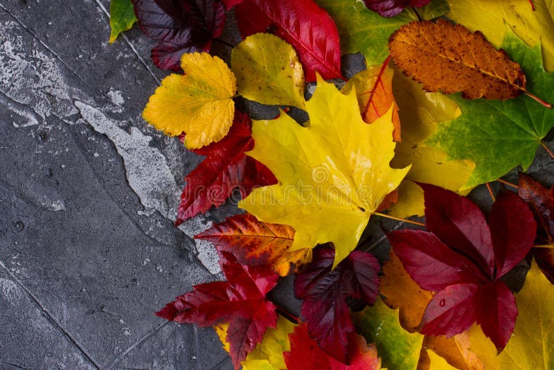 Natural fall leaves stock image. Image of leaf, fall - 102346567