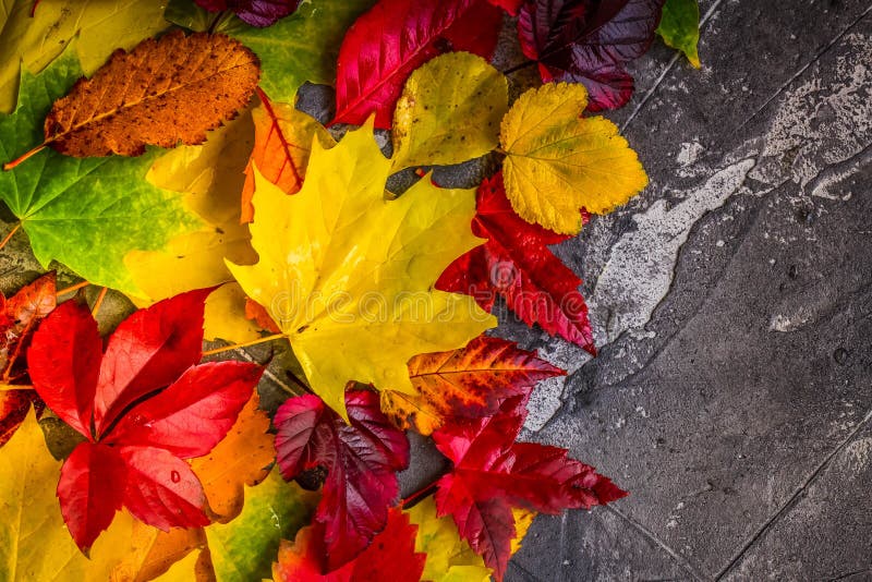 Natural Fall Leaves Background Stock Photo - Image of natural, maple ...