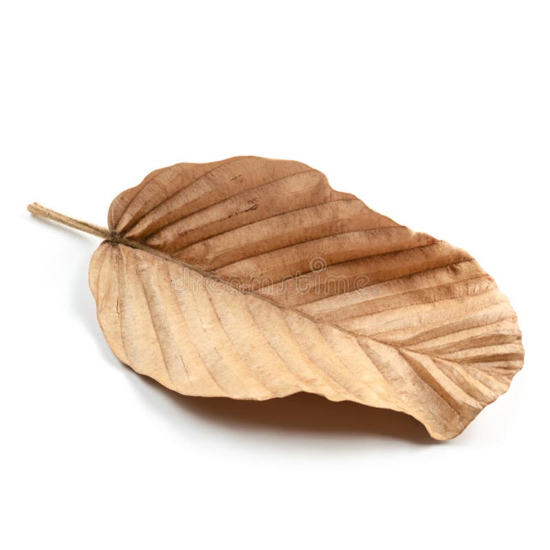 Dry Leaf Isolated stock photo. Image of background, aged - 147632110