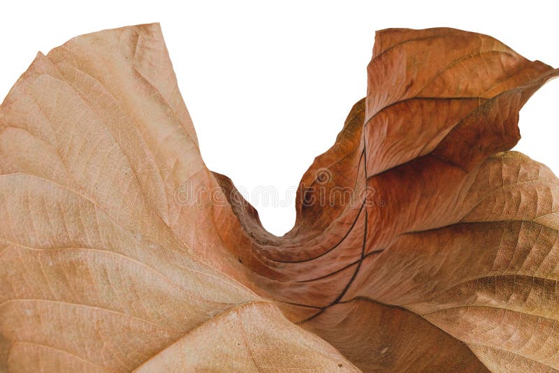 Natural Fallen Dry Leave on White. Stock Image - Image of wood, autumn ...