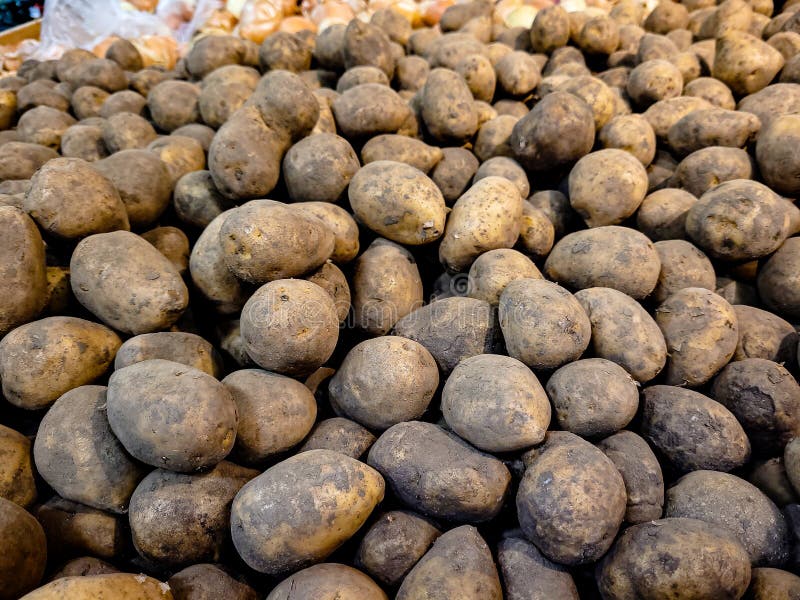 Natural Farm Potatoes are on the Counter in the Store Stock Photo ...
