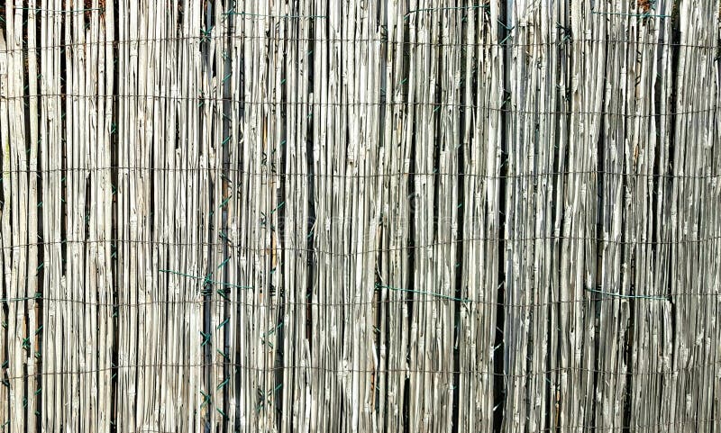 Dry Reed Fence Texture Background. Fence with Reeds. Stock Photo ...