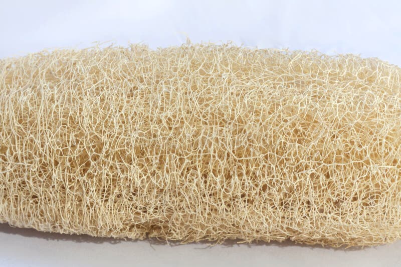 Natural Fiber from Luffa Cylindrica Stock Image - Image of sponge ...