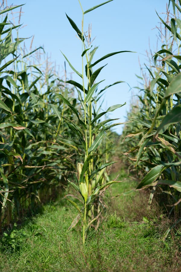 Natural field of corn stock photo. Image of cultivated - 201678882