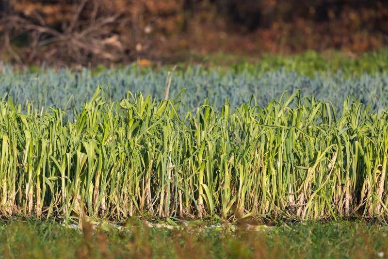 Natural Field of Green Leek in Sunshine Stock Image - Image of sunlight ...