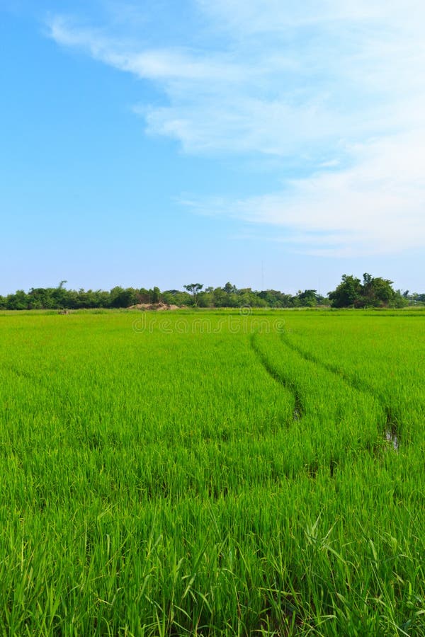 Natural field of rice. stock photo. Image of plant, field - 31658272