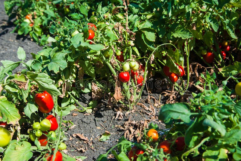 Natural field tomatoes stock photo. Image of harvest - 130831422