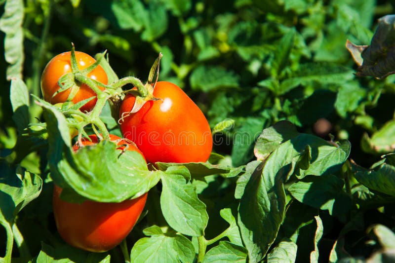 Natural field tomatoes stock photo. Image of farm, growth - 143532740
