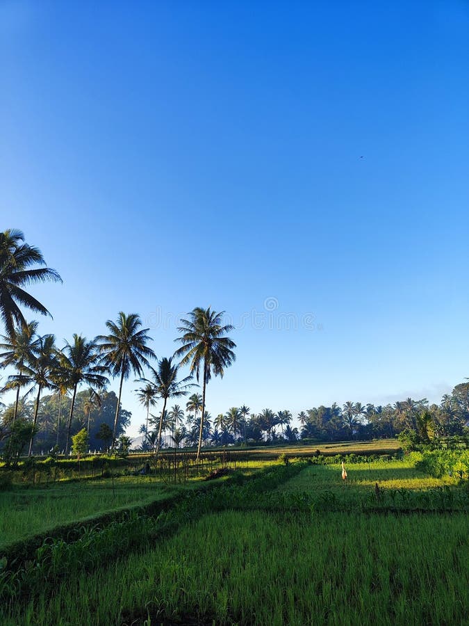Natural Field View in My Backyard Stock Photo - Image of vacation, good ...