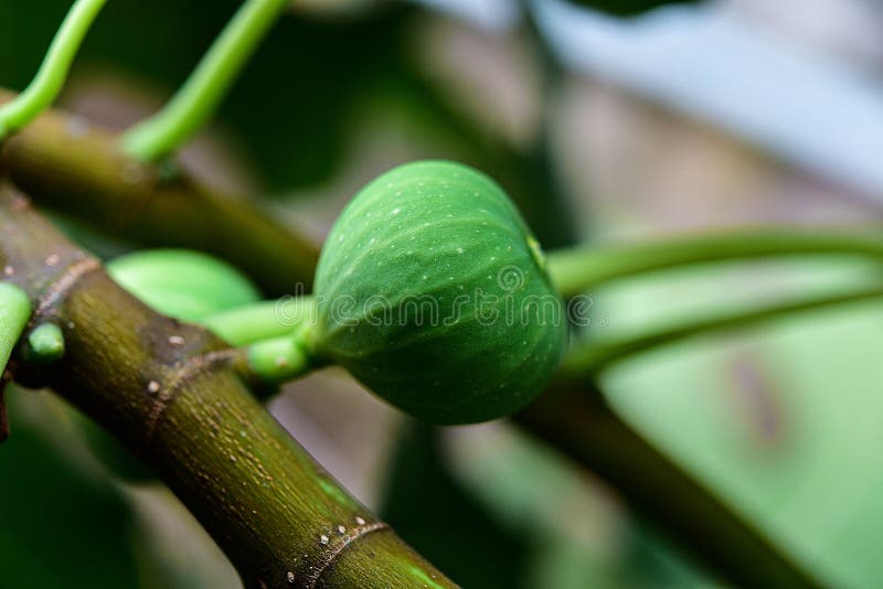 Natural Figs on a Branch of a Fig Tree with Beautiful Green Leaves ...