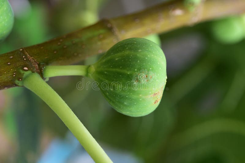 Natural Figs on a Branch of a Fig Tree with Beautiful Green Leaves ...