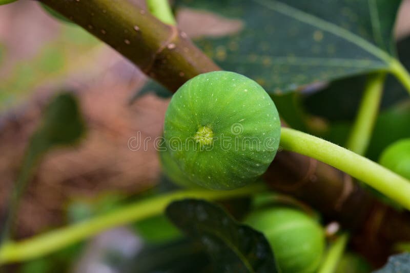 Natural Figs on a Branch of a Fig Tree with Beautiful Green Leaves ...