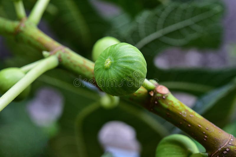Natural Figs on a Branch of a Fig Tree with Beautiful Green Leaves ...