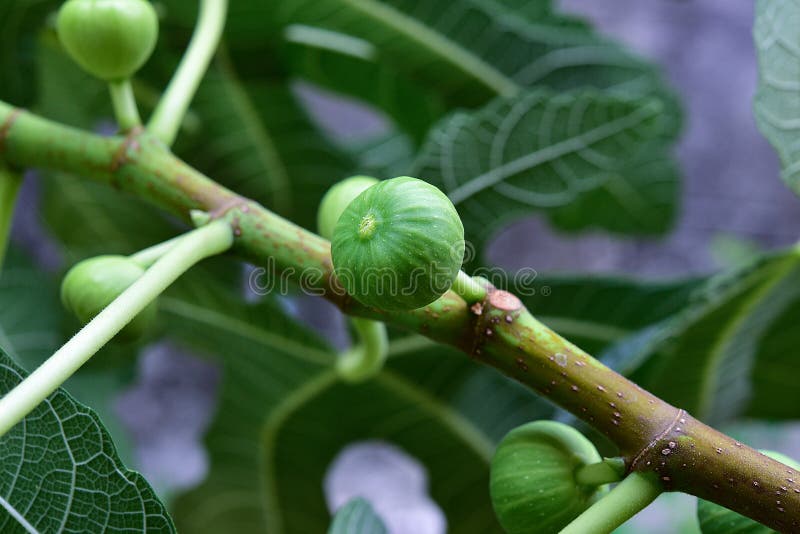 Natural Figs on a Branch of a Fig Tree with Beautiful Green Leaves ...