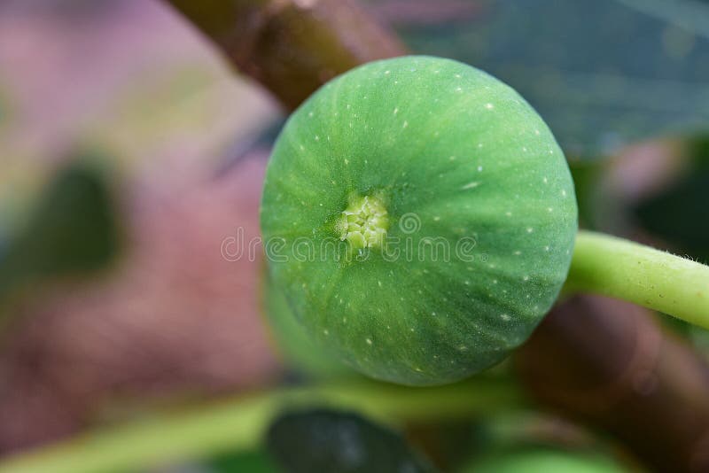 Natural Figs on a Branch of a Fig Tree with Beautiful Green Leaves ...