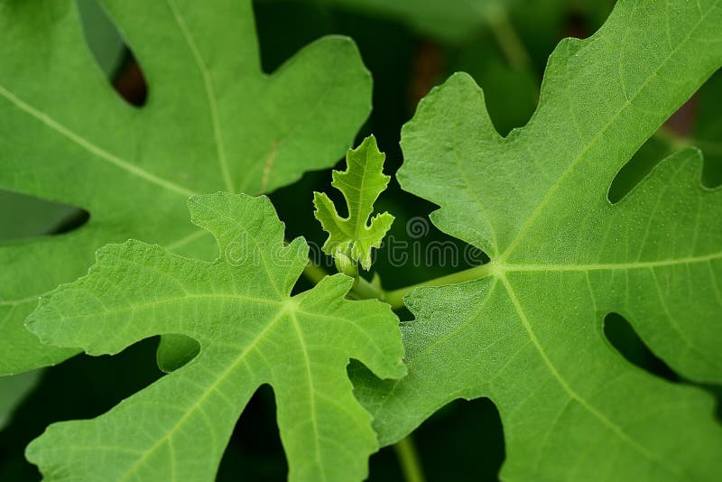 Natural Figs on a Branch of a Fig Tree with Beautiful Green Leaves ...