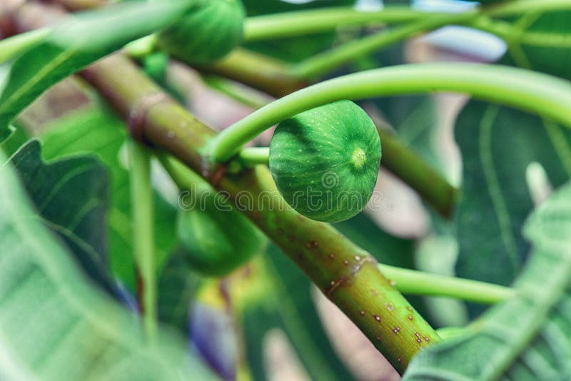 Natural Figs on a Branch of a Fig Tree with Beautiful Green Leaves ...