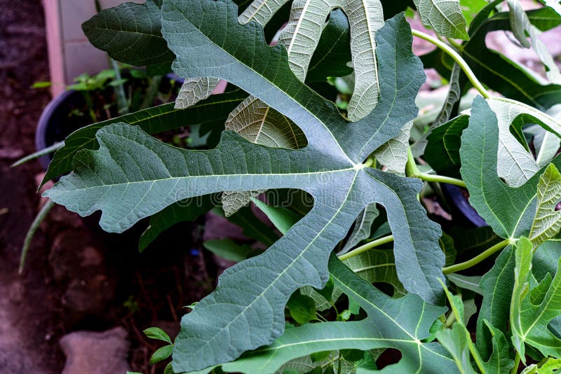 Natural Figs on a Branch of a Fig Tree with Beautiful Green Leaves ...
