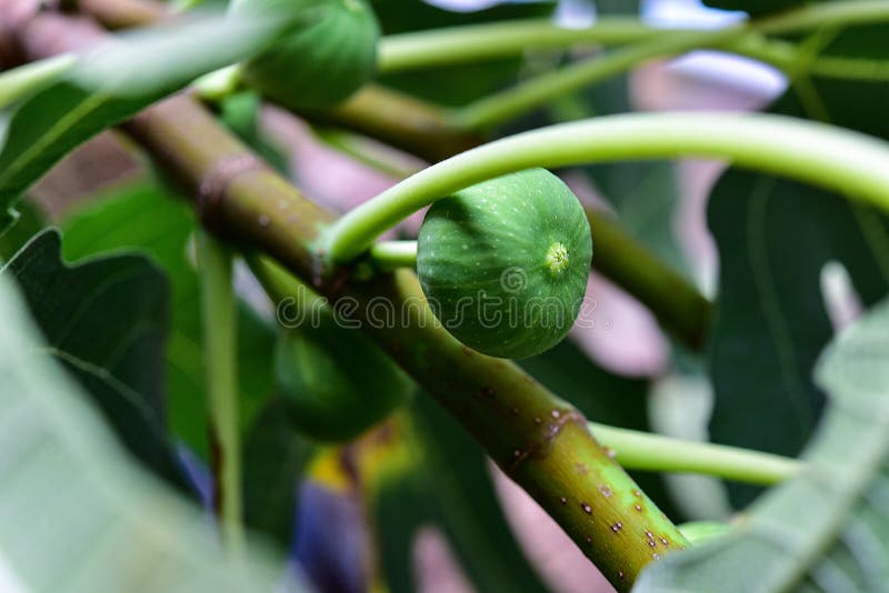 Natural Figs on a Branch of a Fig Tree with Beautiful Green Leaves ...