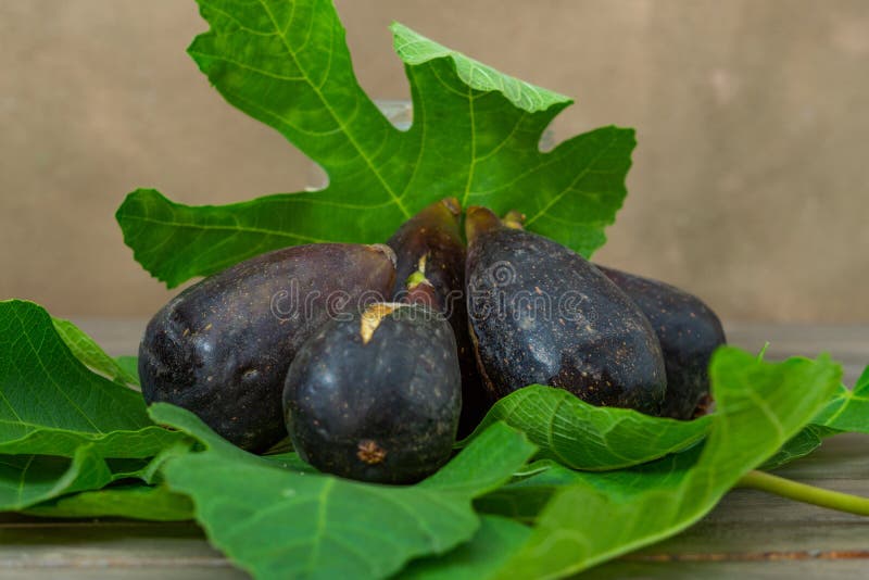 Organic Breba Picked from the Tree Stock Photo - Image of fruit, food ...