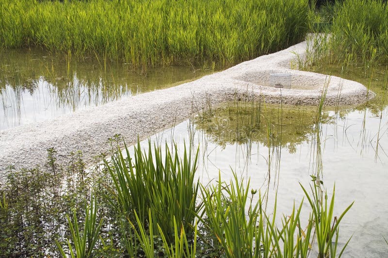 Natural filtration plant stock image. Image of conservation - 3616485