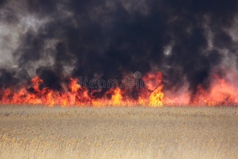 A natural fire stock photo. Image of crop, prairie, risk - 92540224