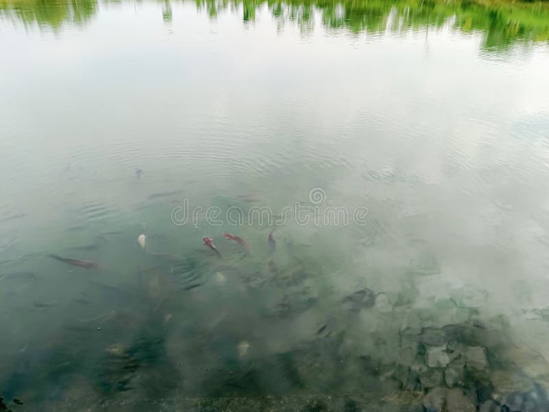 Natural Fish Ponds and Reflections on the Green River Stock Image ...