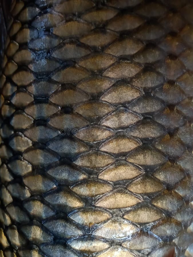 4,232 Fish Skin Texture Stock Photos - Free & Royalty-Free Stock Photos ...