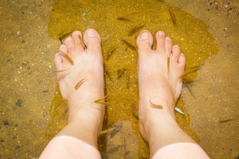 Natural fish spa therapy. stock photo. Image of water - 71213136