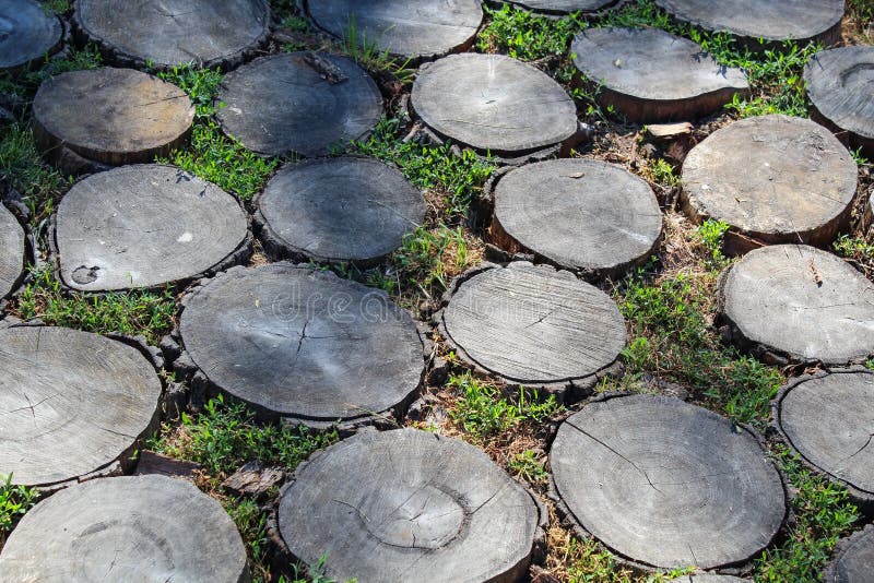 Ash Tree Cross Section