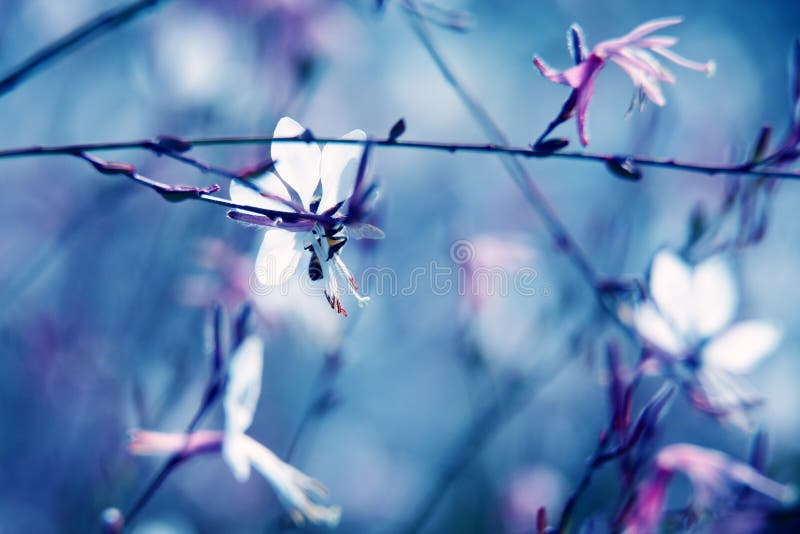 Natural floral background stock image. Image of decoration - 47955711