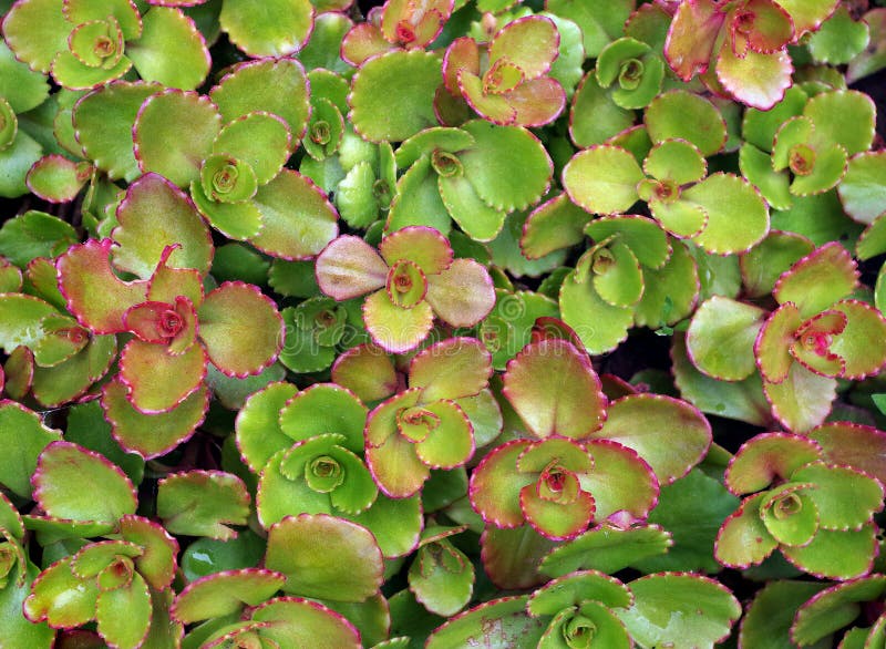 Natural Floral Background. Land Cover Texture Background Stock Photo ...