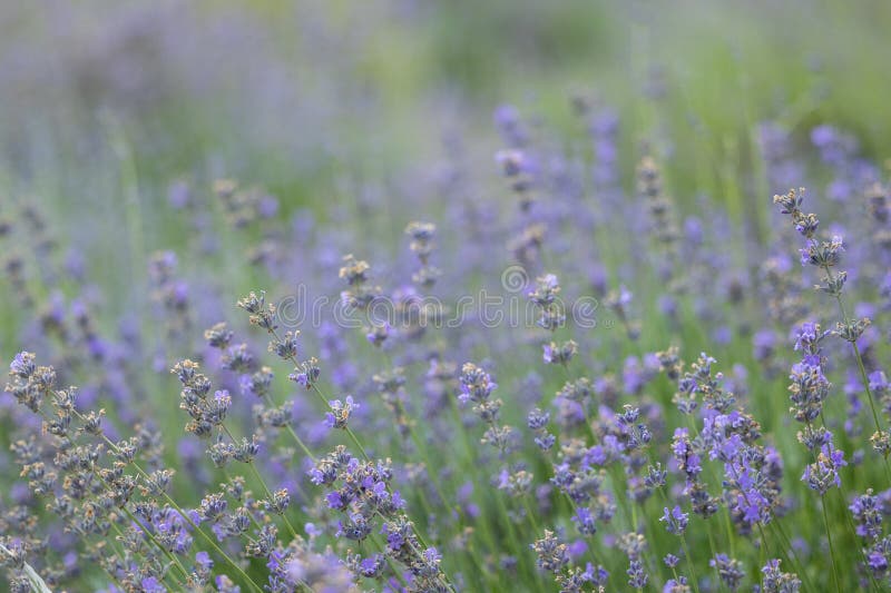 Avender Branches Stock Photos - Free & Royalty-Free Stock Photos from ...