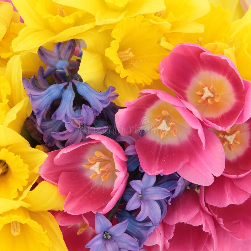 Natural Floral Beauty stock photo. Image of flower, nature - 28723824