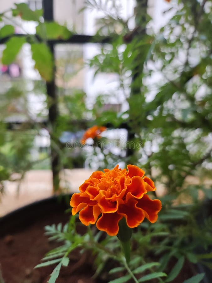 Natural Flower ðŸŒºðŸŒ»ðŸŒ¹ðŸŒ· Stock Photo - Image of flower, little ...