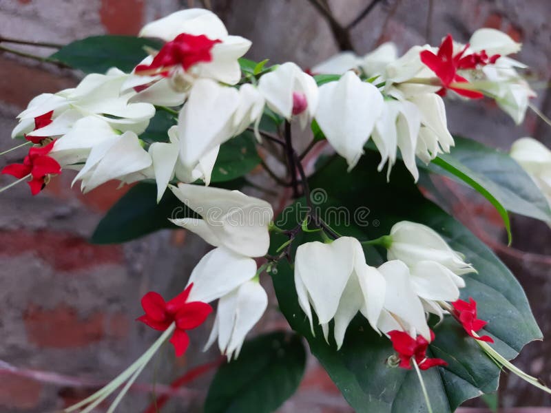 Natural flower stock photo. Image of assam, natural - 219574812
