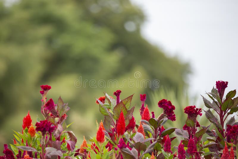 Natural flower background stock photo. Image of nature - 297907830