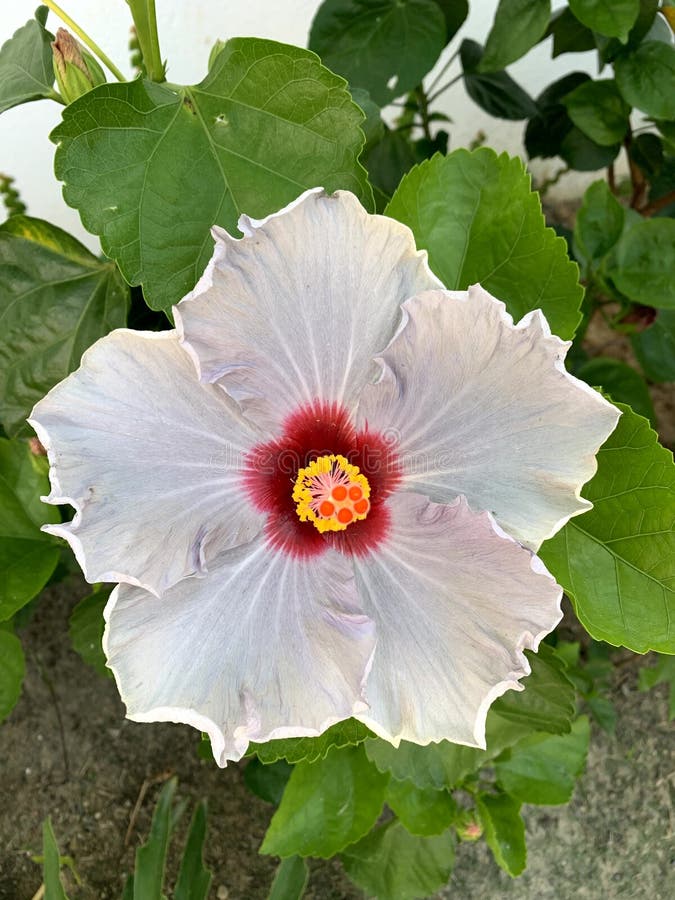 Natural flower stock photo. Image of natural, exotic - 233828172