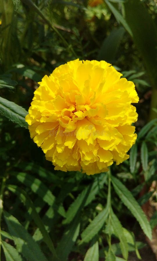 Natural flower stock image. Image of reall, beautiful - 79840803