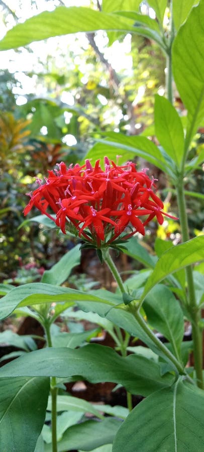 Natural, Flower Environment Plants Red Stock Photo - Image of ...