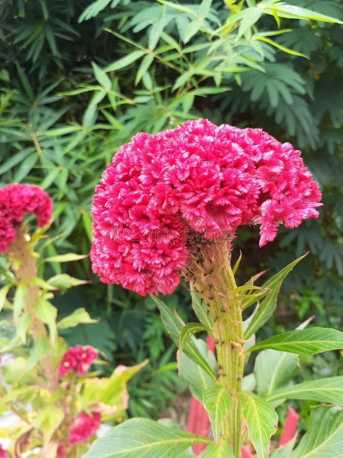 Natural Flower from Indonesia Visit Indonesia Java Central Java Stock ...