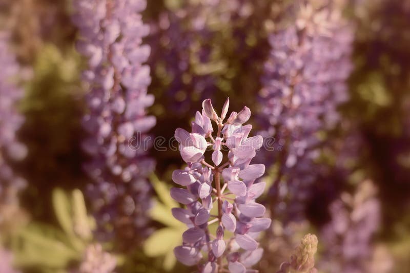 Natural Flower, Leaf Texture Background. Closeup of Green Plant Leaf ...
