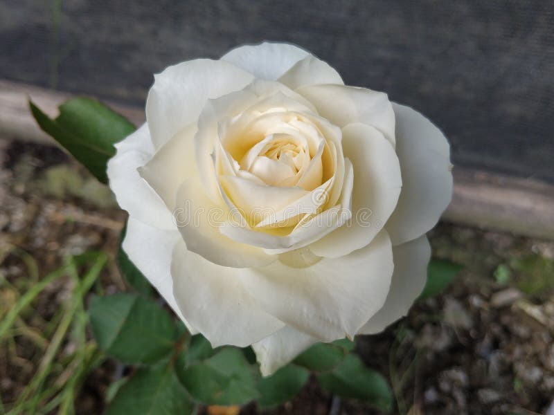 Natural Flower Mawar putih stock image. Image of putih - 222768201