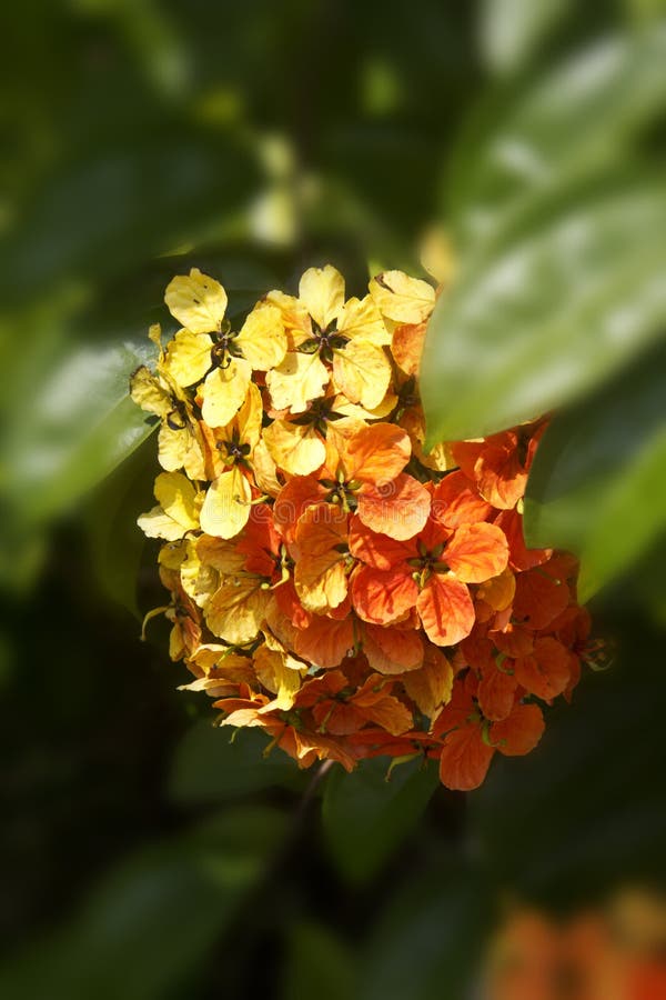 Natural flower stock photo. Image of beauty, color, colorful - 46508946