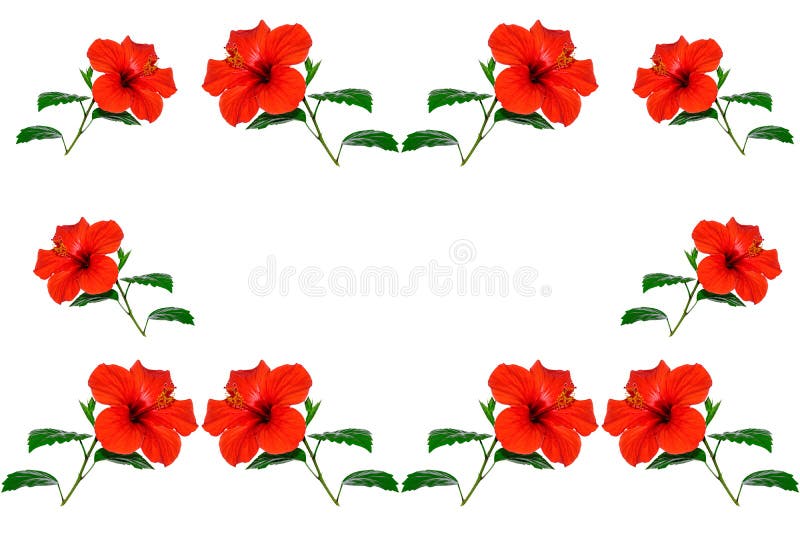 Natural flower pattern stock image. Image of beauty - 223694133