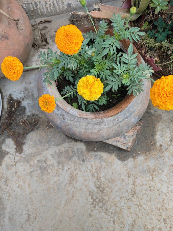 Natural Flower Plant Genda Phool Stock Photo - Image of plant, flower ...