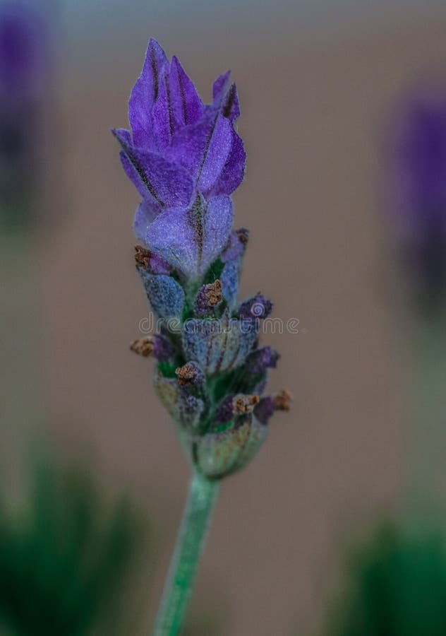 Natural Flower power stock photo. Image of flower, linda - 289102856